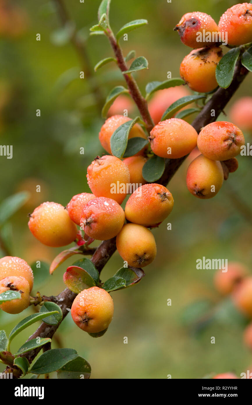 Cotoneaster Sp High Resolution Stock Photography and Images - Alamy