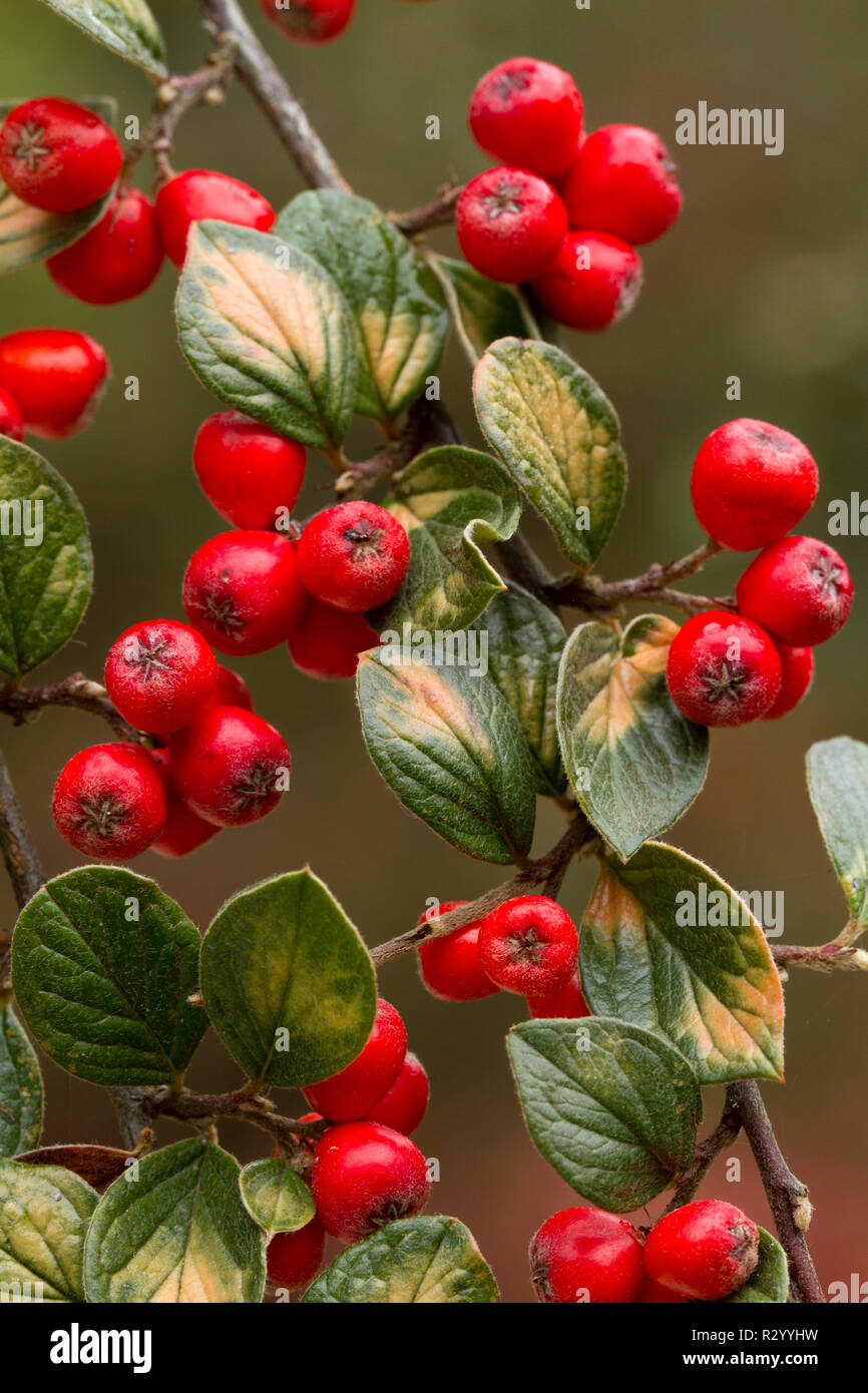 Cotoneaster Sp High Resolution Stock Photography and Images - Alamy