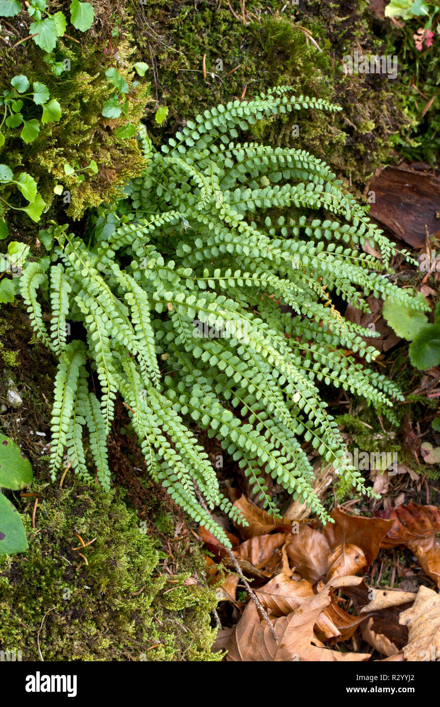 Spleenwort asplenium sp hi-res stock photography and images - Alamy