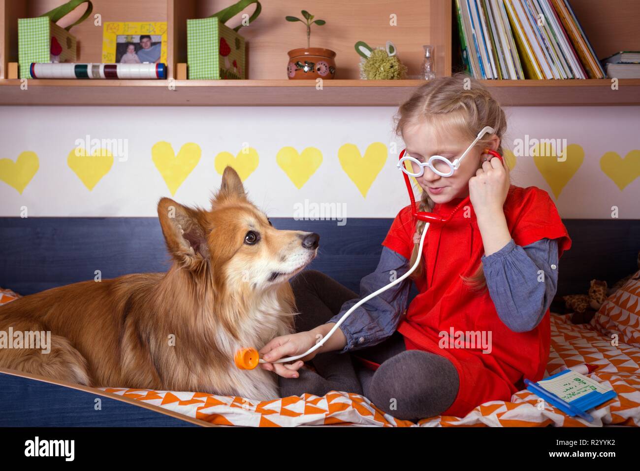little girl playing doctor with her dog corgi fluffy Stock Photo - Alamy