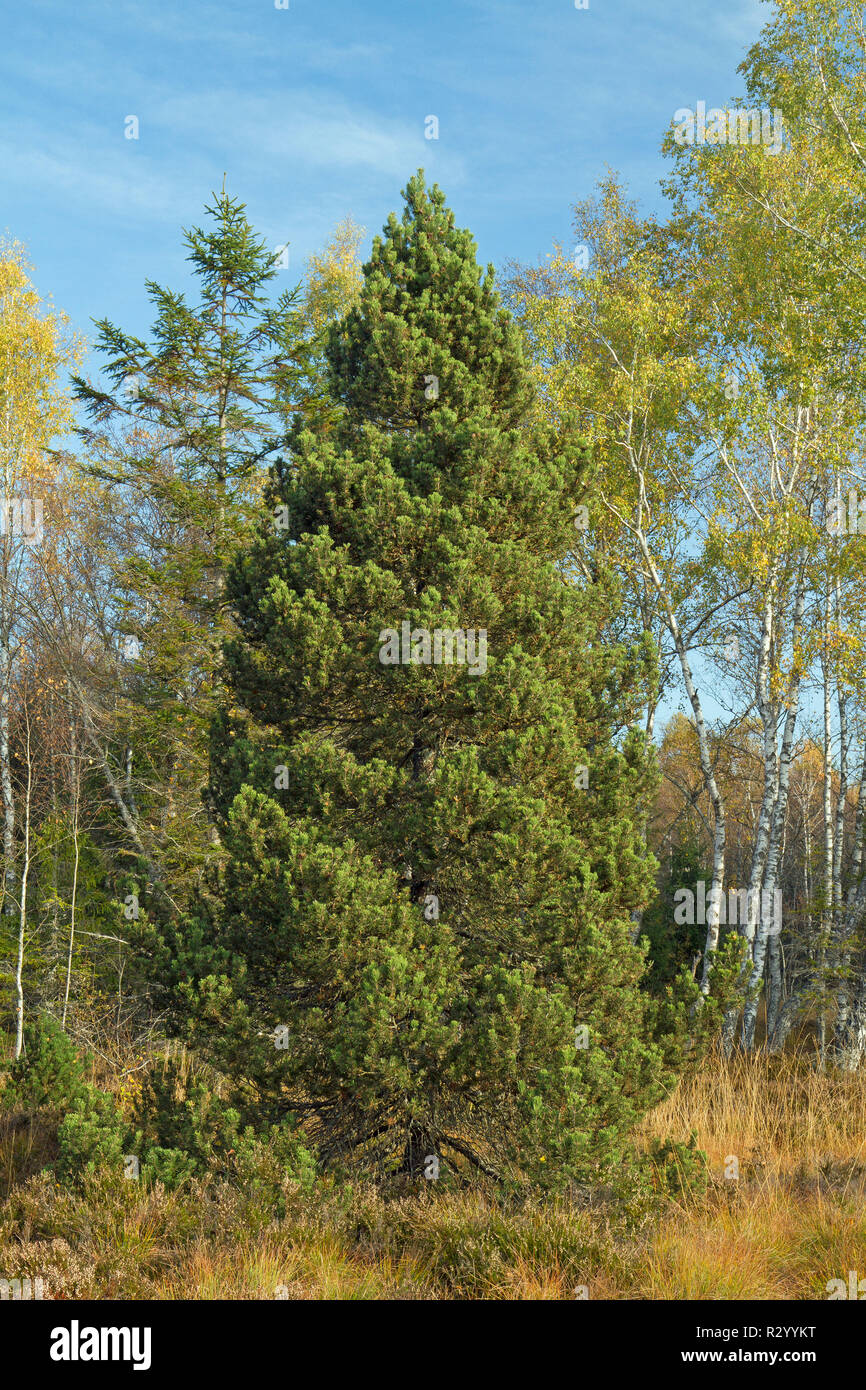 Pinus mugo uncinata hi-res stock photography and images - Alamy