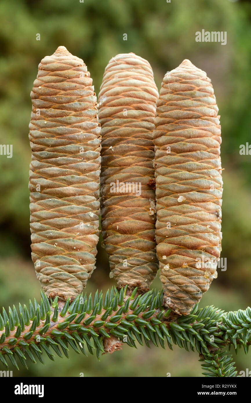 Blue spanish fir (Abies pinsapo 'Glauca' Stock Photo - Alamy