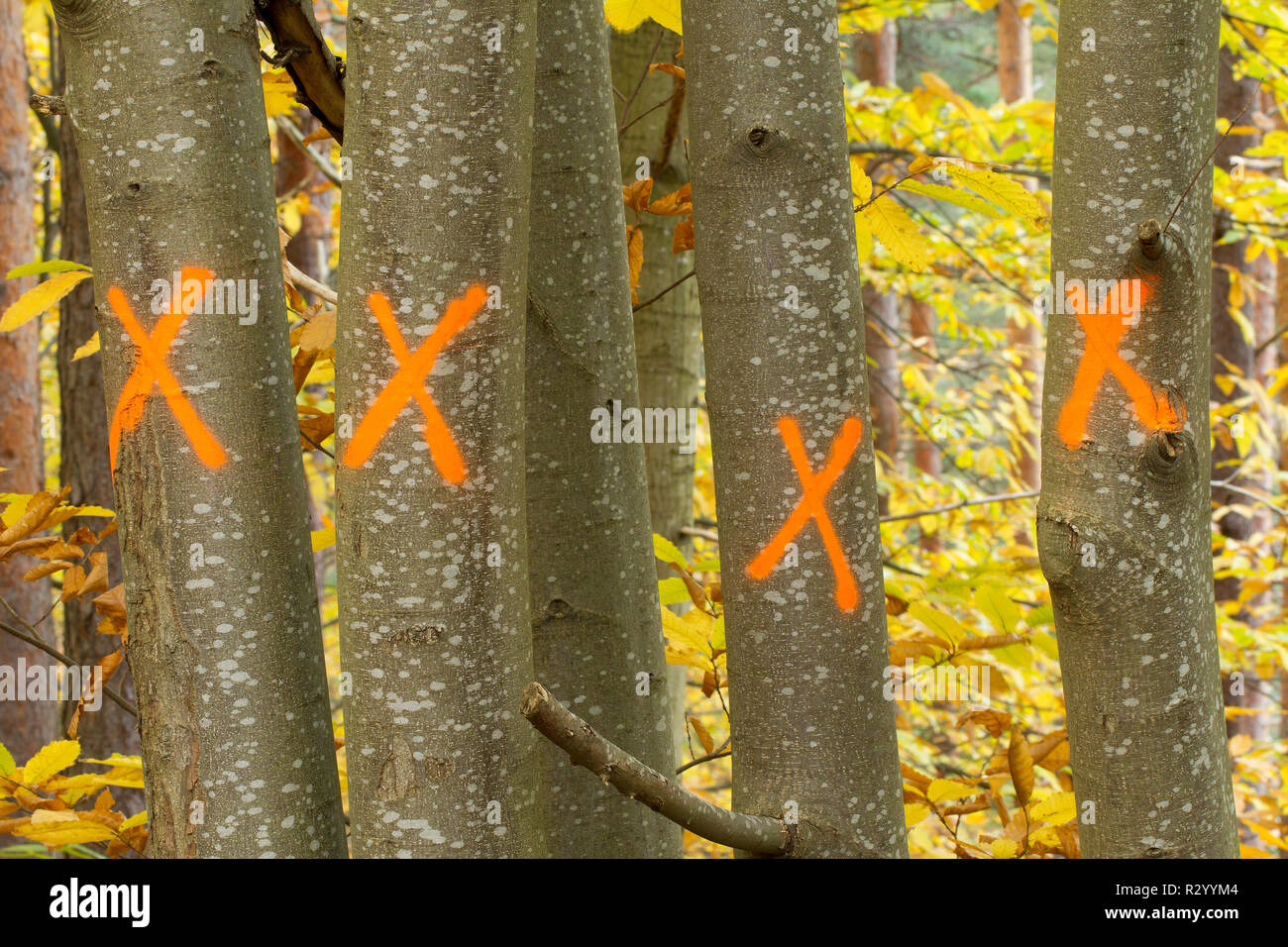 Trunks of chestnut trees (Castanea sativa) marked before felling Stock ...