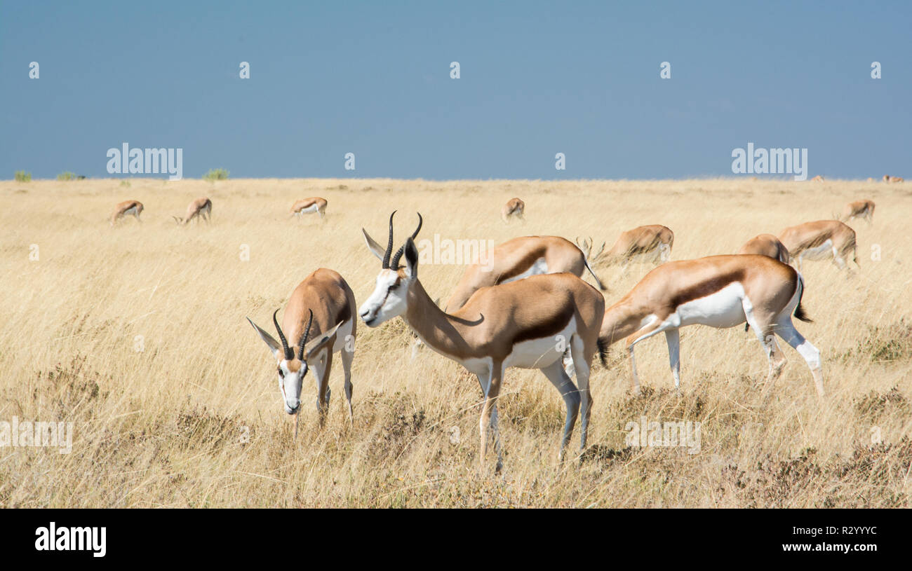 Male female springbok hi-res stock photography and images - Alamy