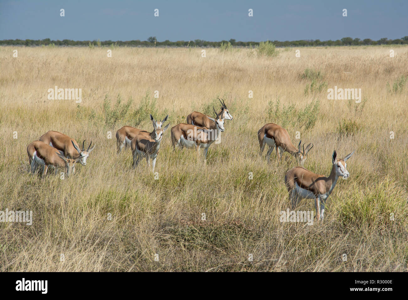Male female springbok hi-res stock photography and images - Alamy