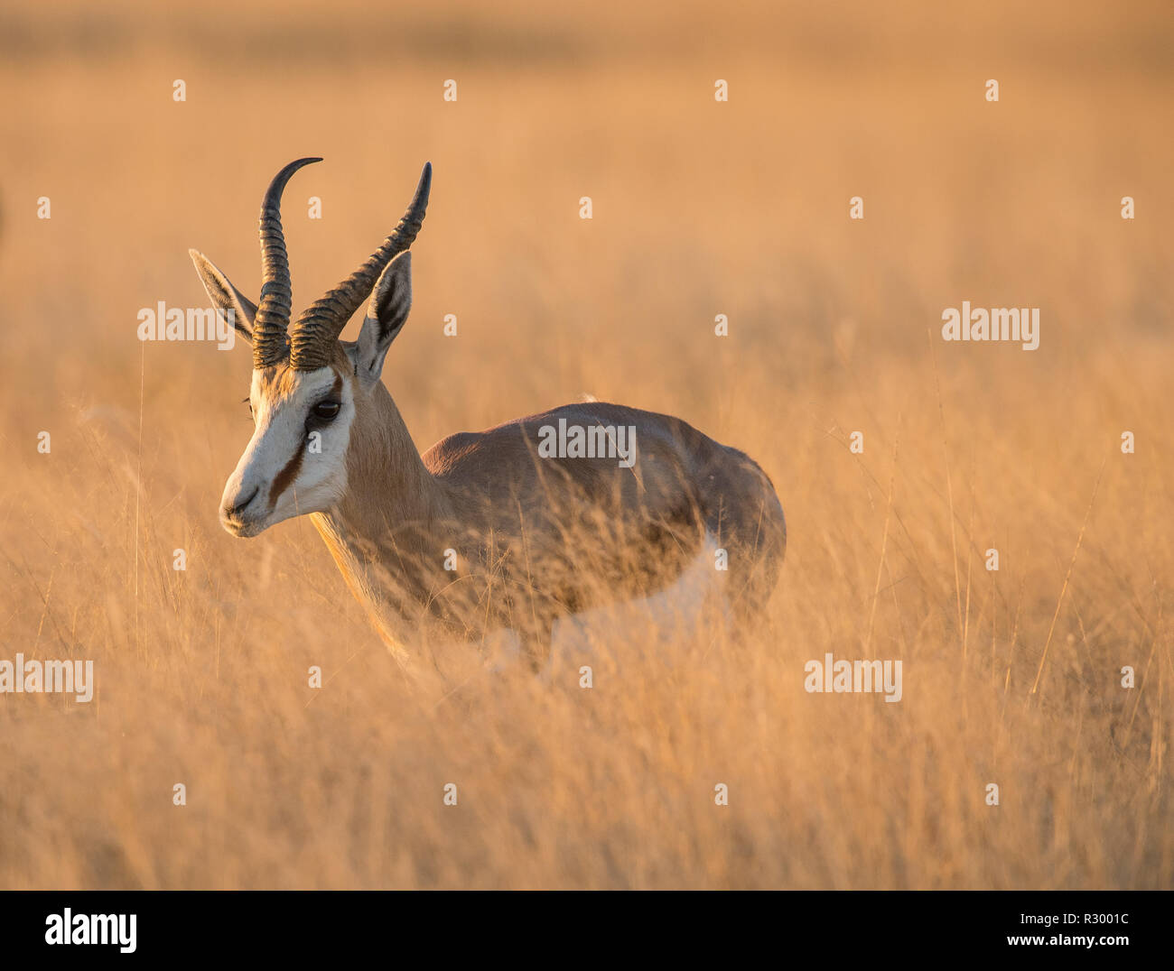 Springbok face hi-res stock photography and images - Alamy