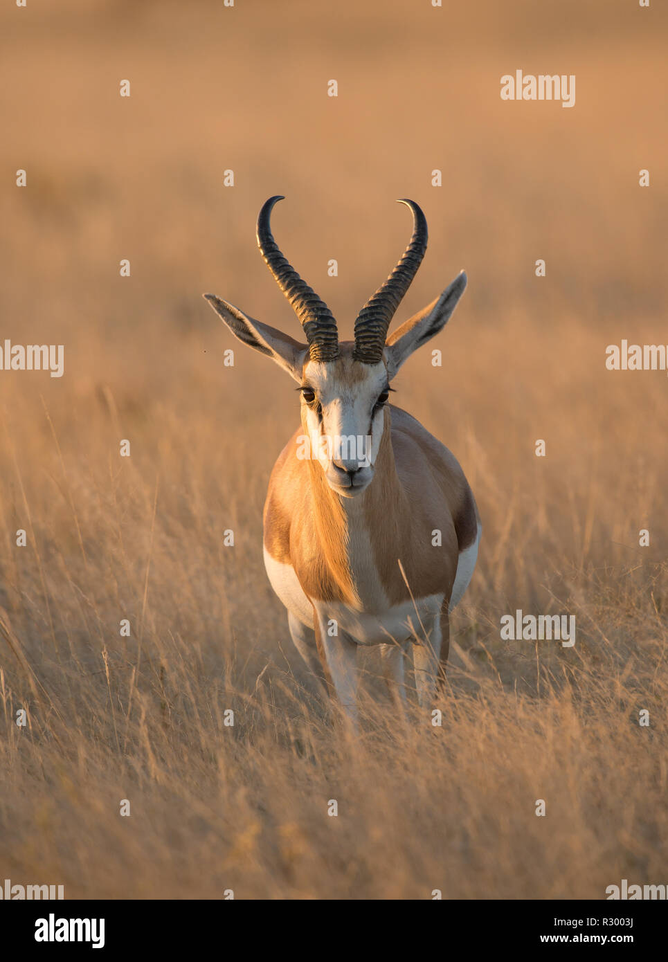 Springbok in open landscape Stock Photo - Alamy