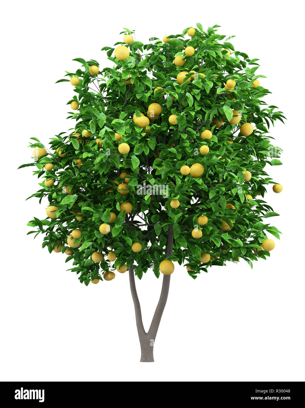 grapefruit tree with grapefruits isolated on white background. 3d ...