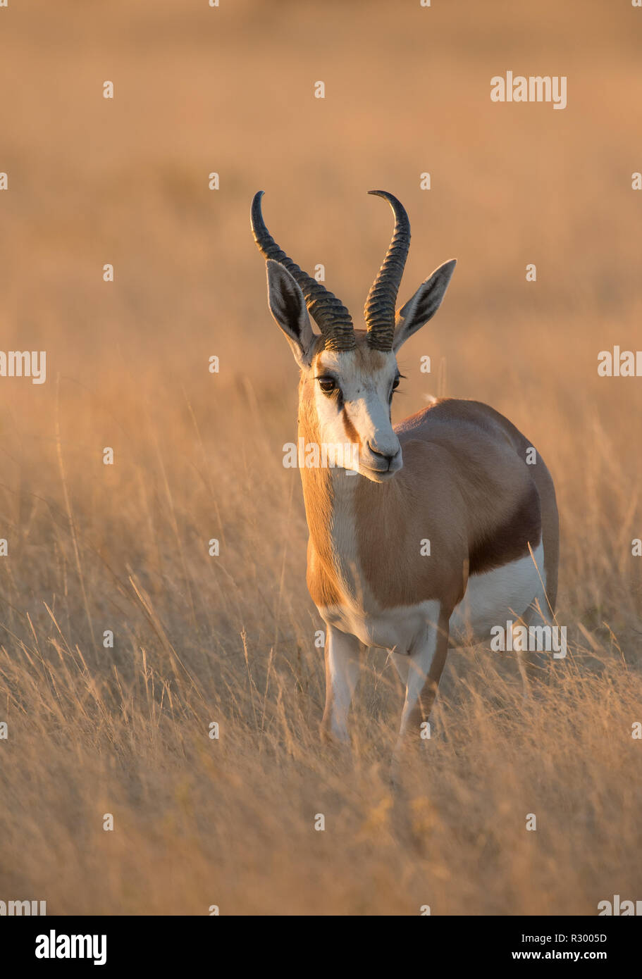 Springbok in open landscape Stock Photo - Alamy
