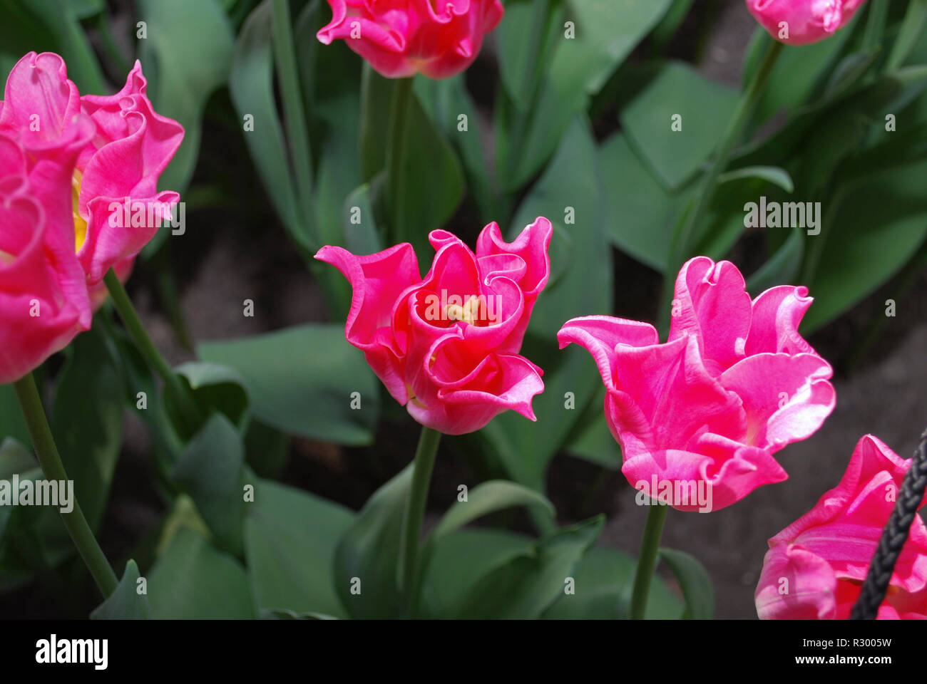Tulip Crown of Dynasty (Triumph Group) grown in the park. Spring time ...
