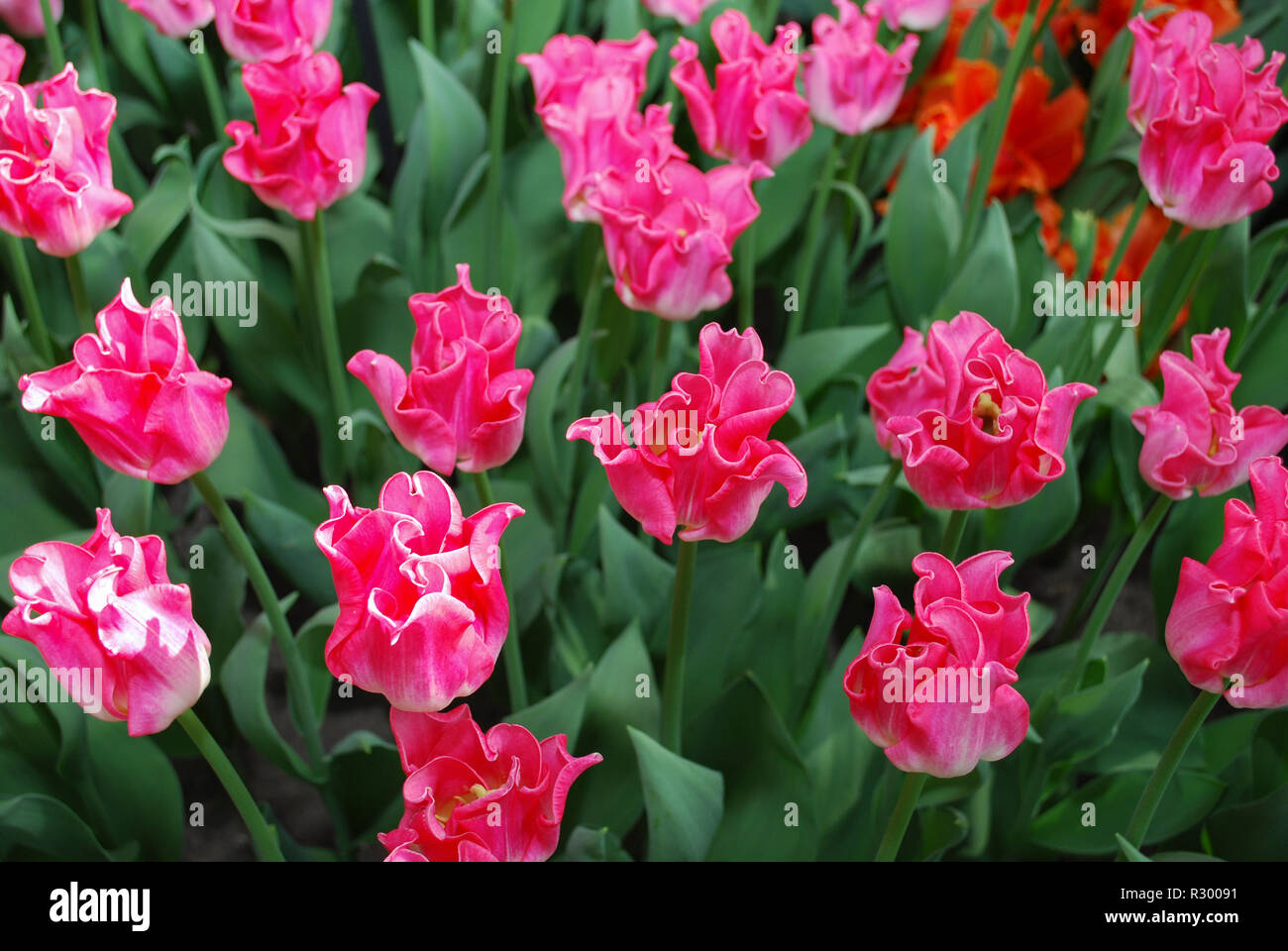 Tulip Crown of Dynasty (Triumph Group) grown in the park. Spring time ...