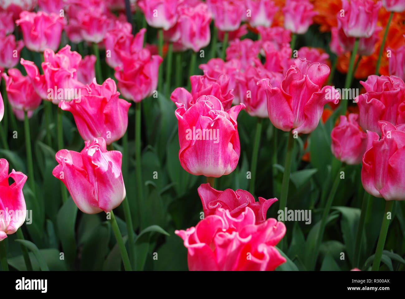 Tulip Crown of Dynasty (Triumph Group) grown in the park. Spring time ...