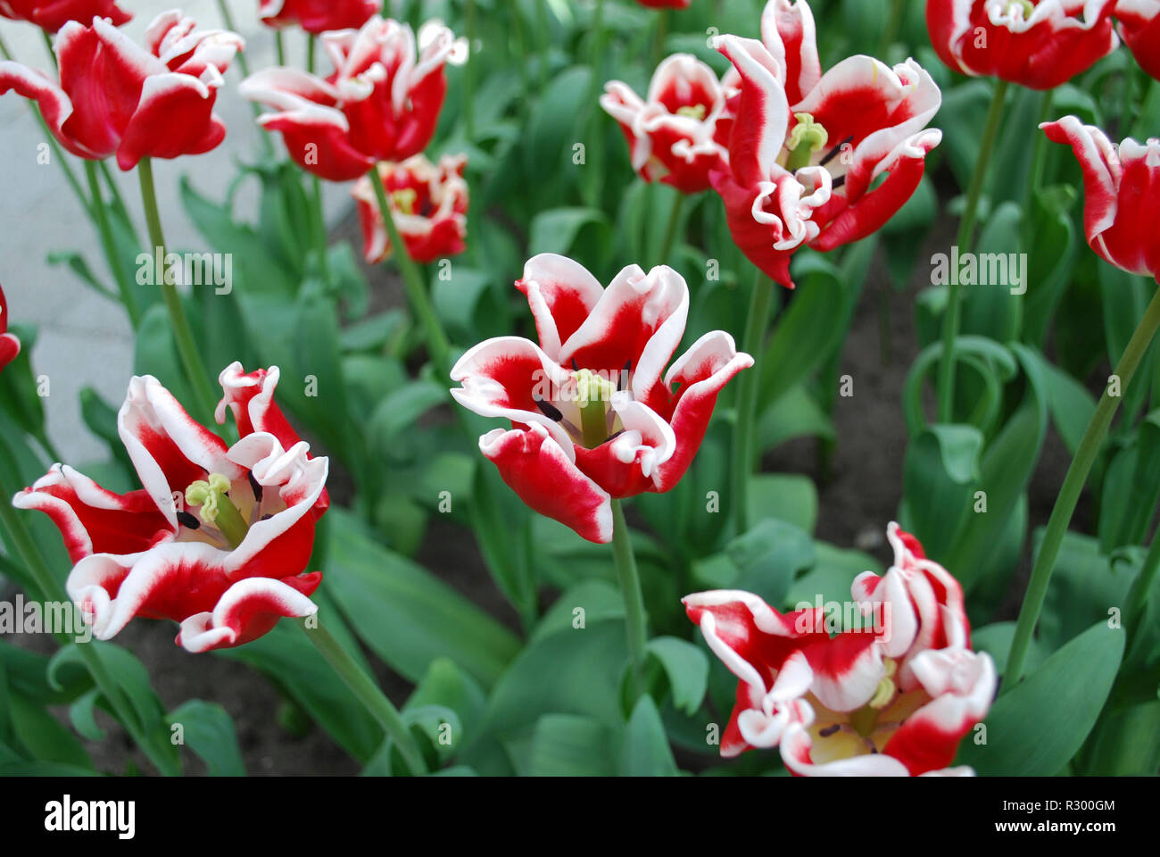 Tulip Elegant Crown (Triumph Group) grown in the park. Spring time in ...