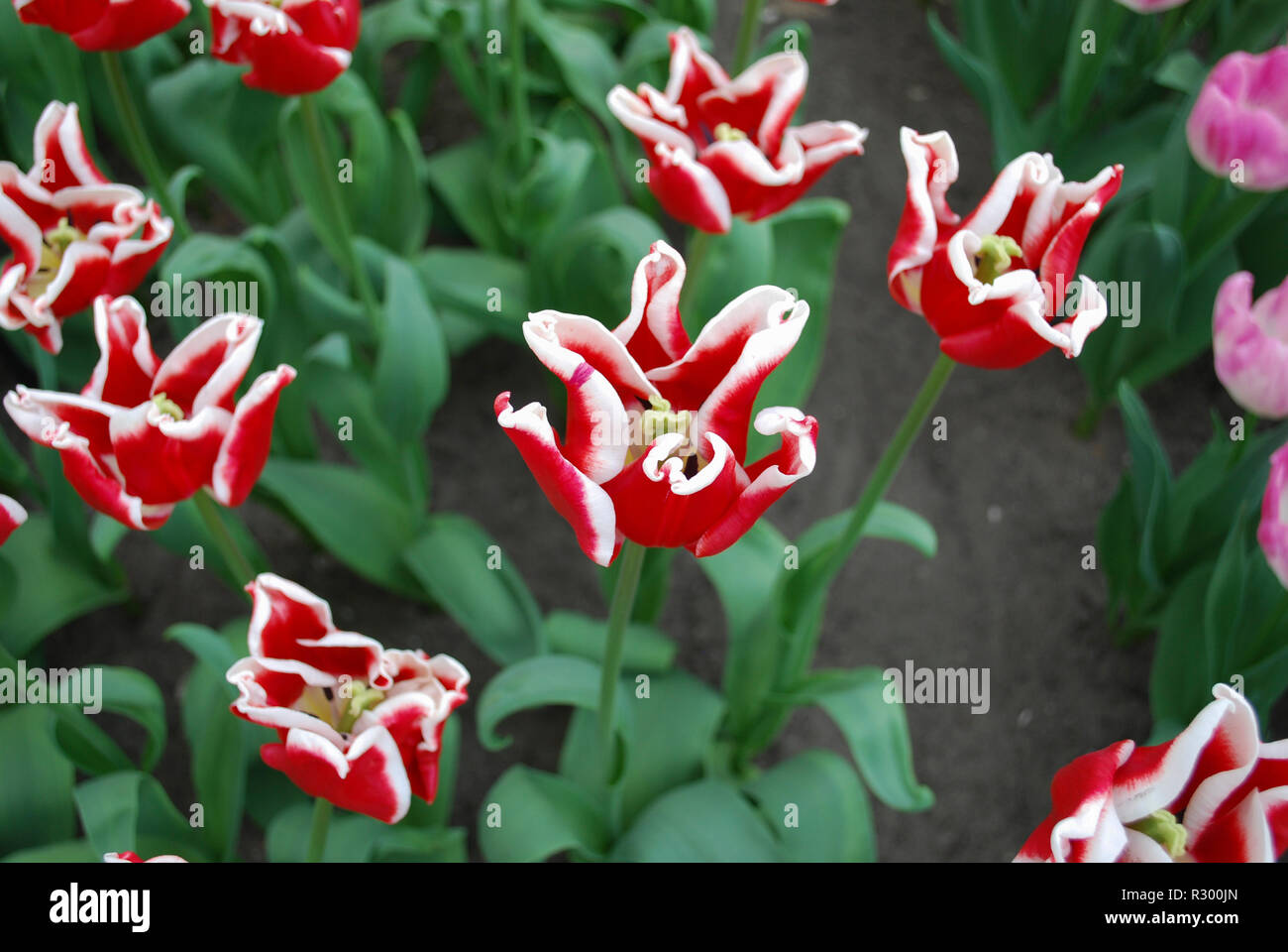 Tulip Elegant Crown (Triumph Group) grown in the park. Spring time in ...