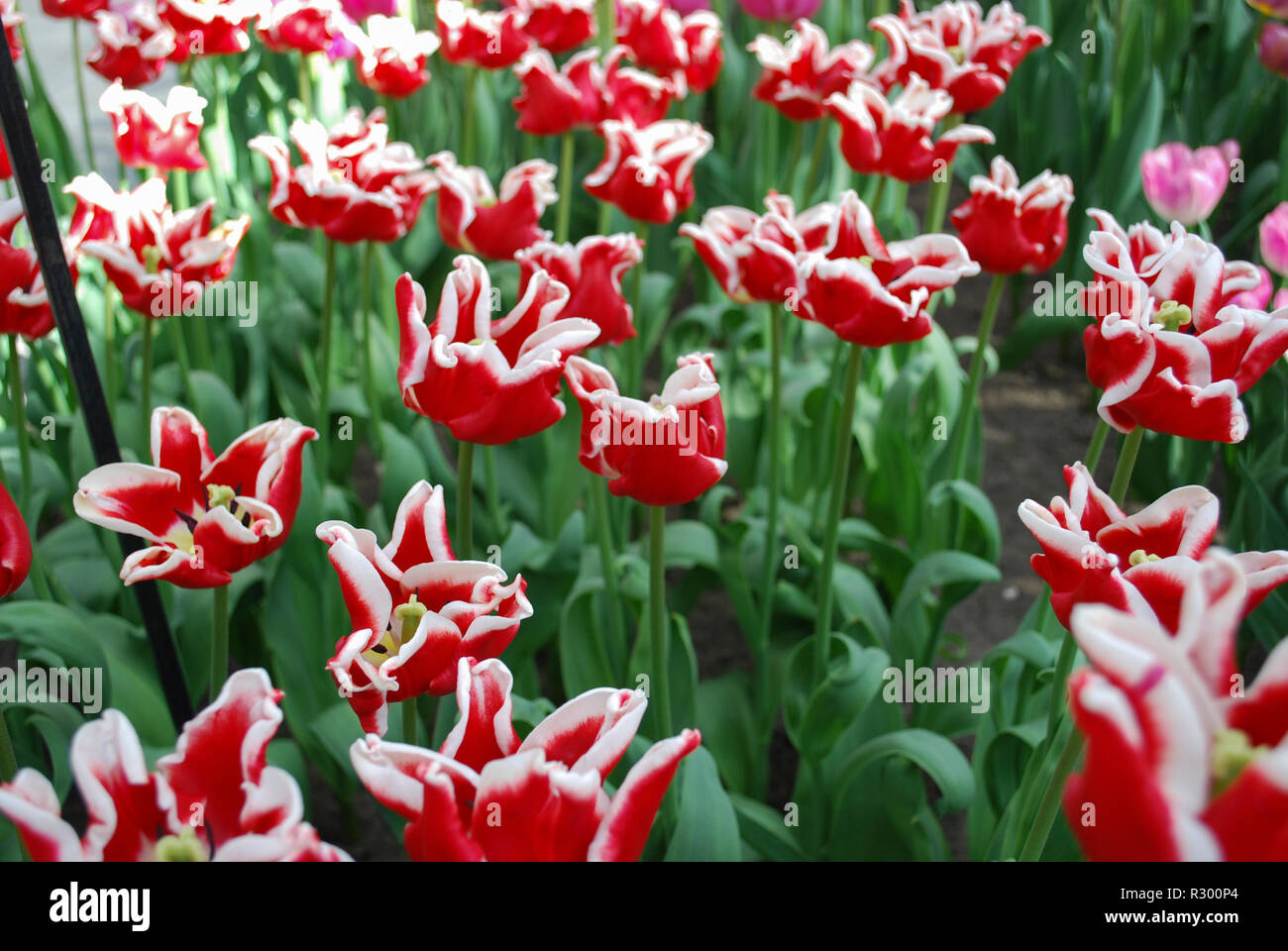 Tulip Elegant Crown (Triumph Group) grown in the park. Spring time in ...