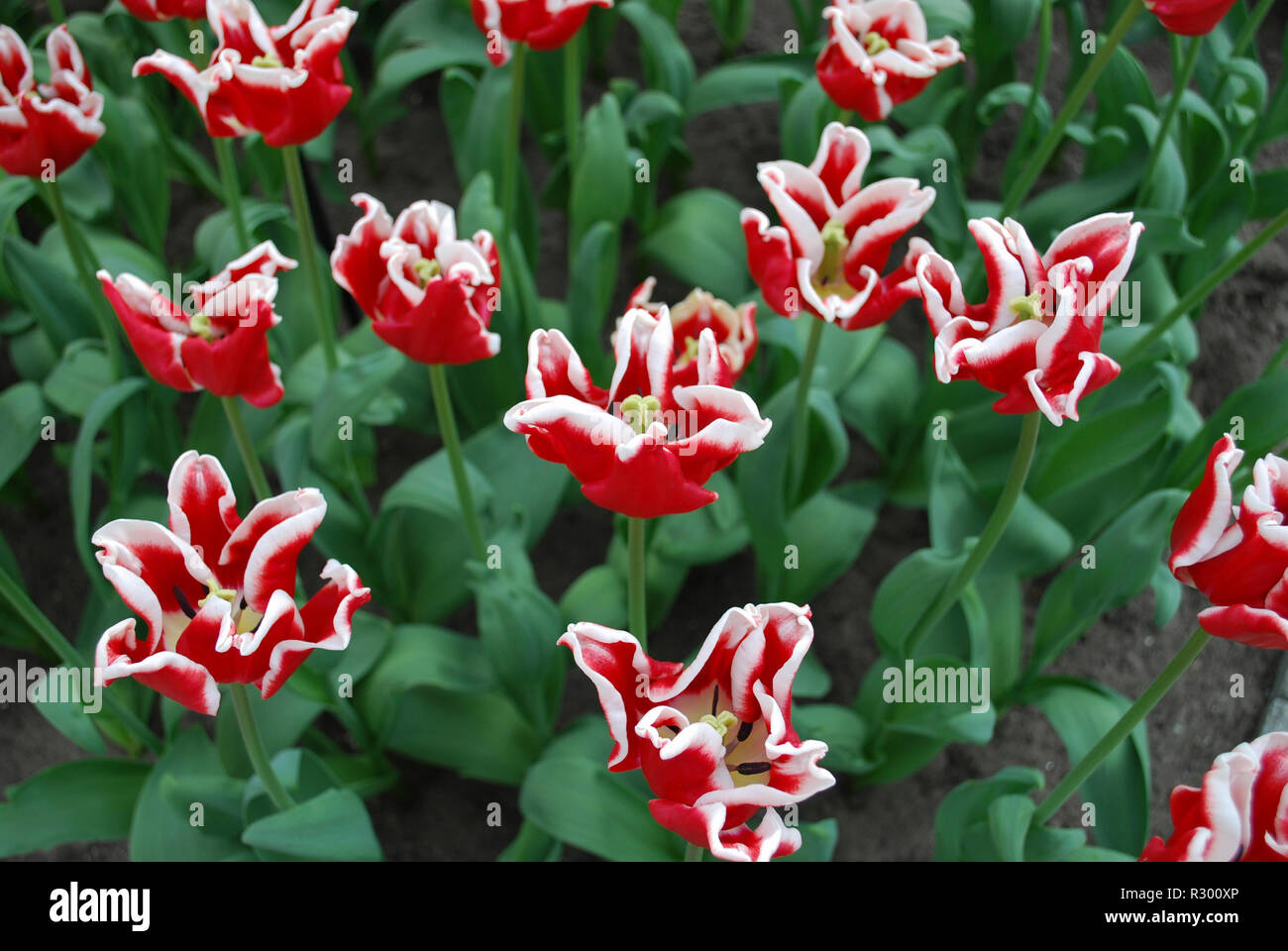 Tulip Elegant Crown (Triumph Group) grown in the park. Spring time in ...