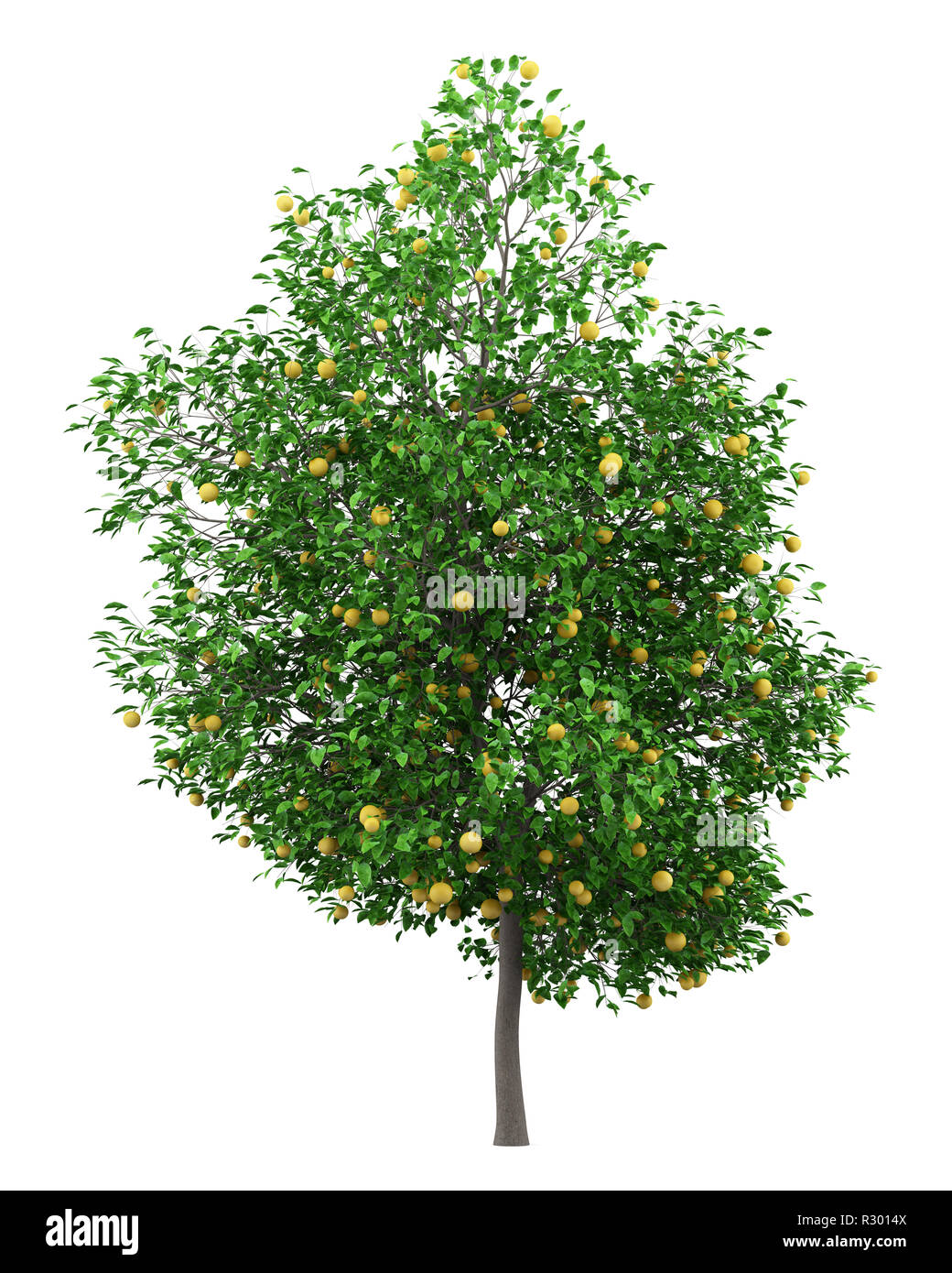 grapefruit tree with grapefruits isolated on white background. 3d ...