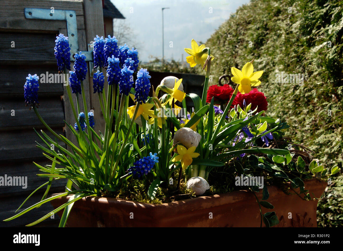 Yellow Post Box Daffodils High Resolution Stock Photography and Images ...