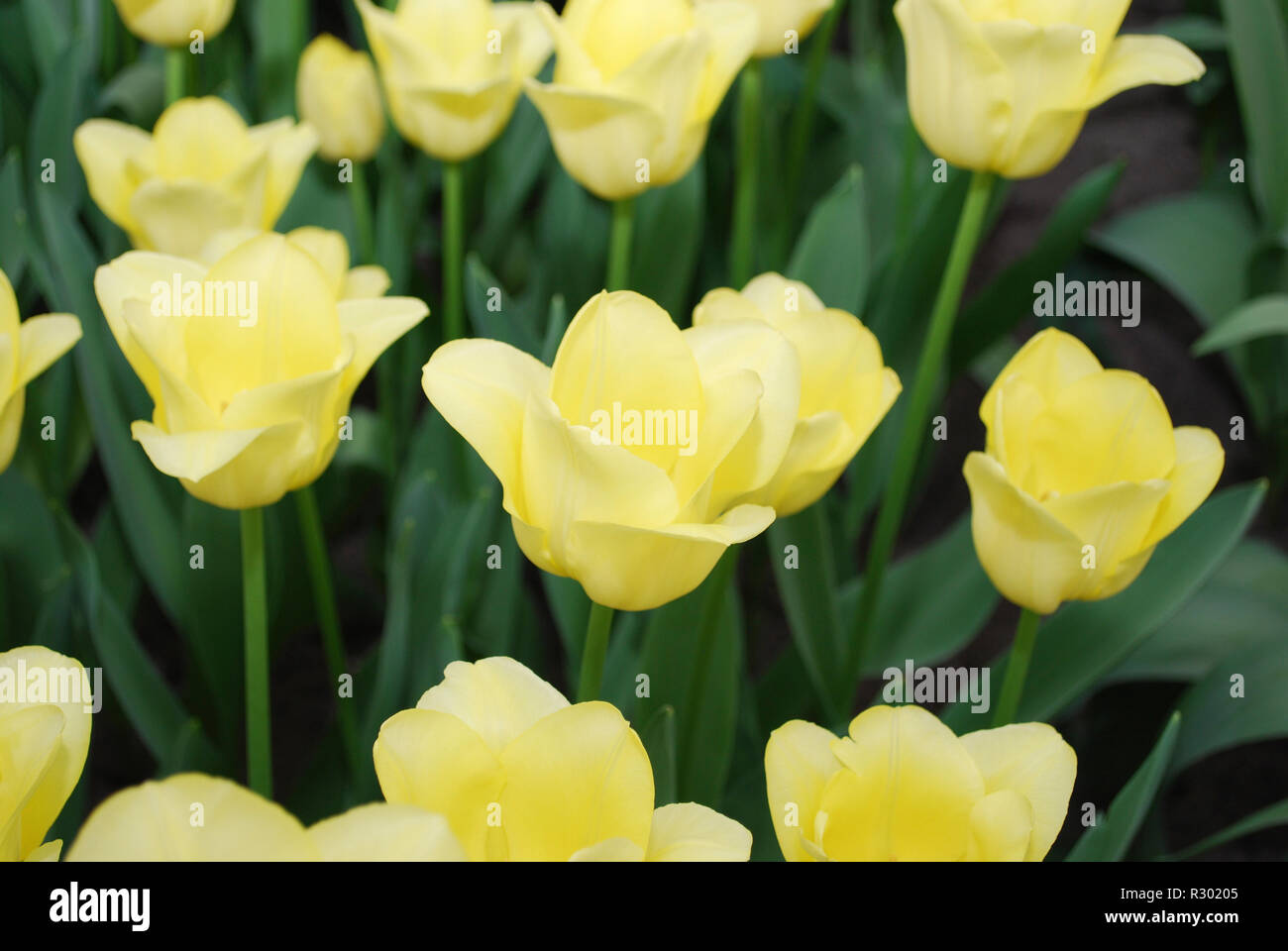 Tulip World Friendship (Triumph Group) grown in flowerbed. Spring time ...