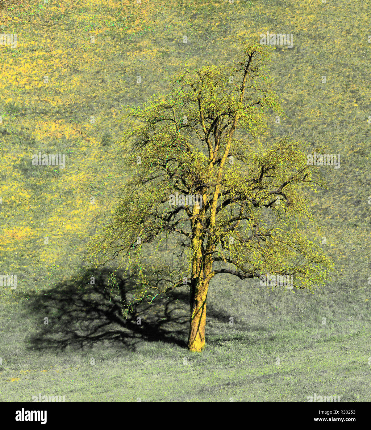 First buds of Spring on pear tree in meadow, Berschis, Swiss Alps Stock ...