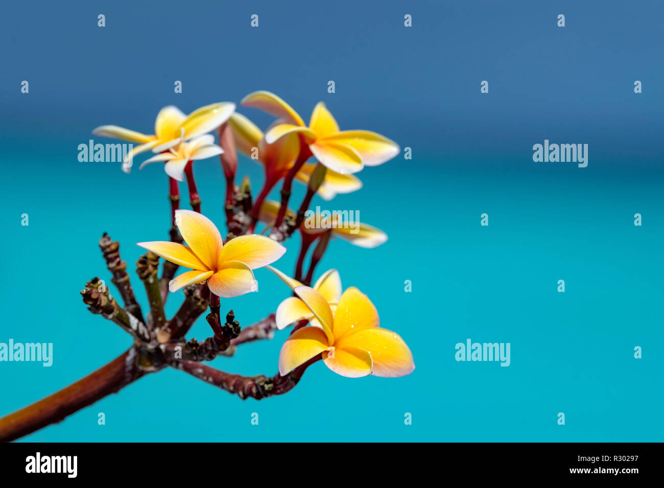 yellow frangipani flower isolated on turquoise water background of the ...