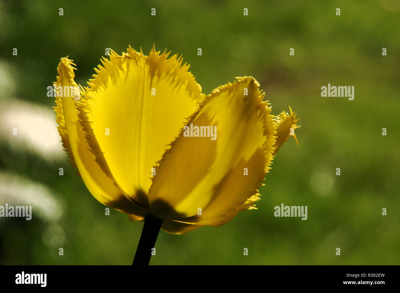 Yellow fringed tulip flower in garden Stock Photo - Alamy