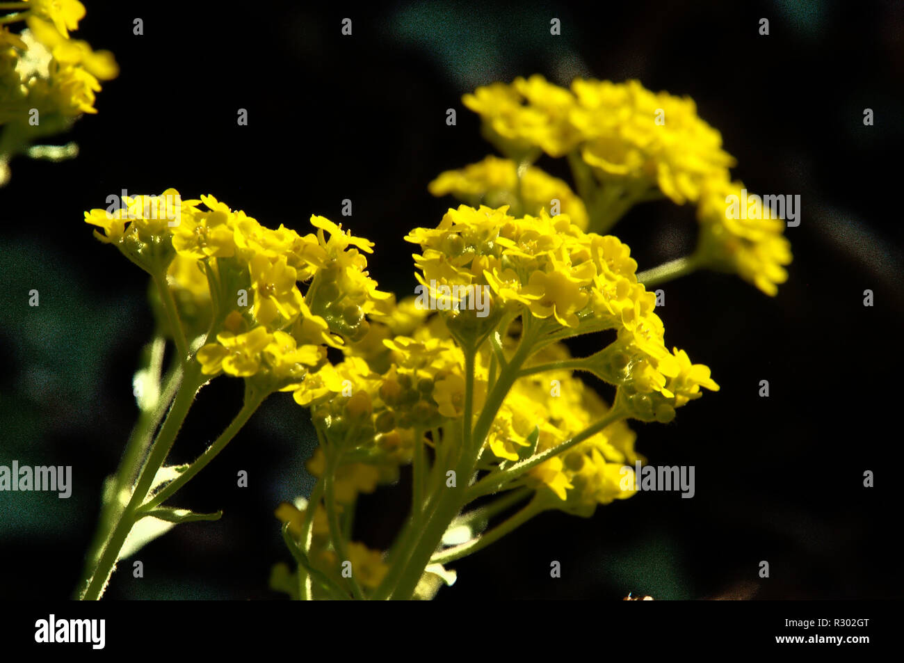 Yellow alyssum hi-res stock photography and images - Alamy