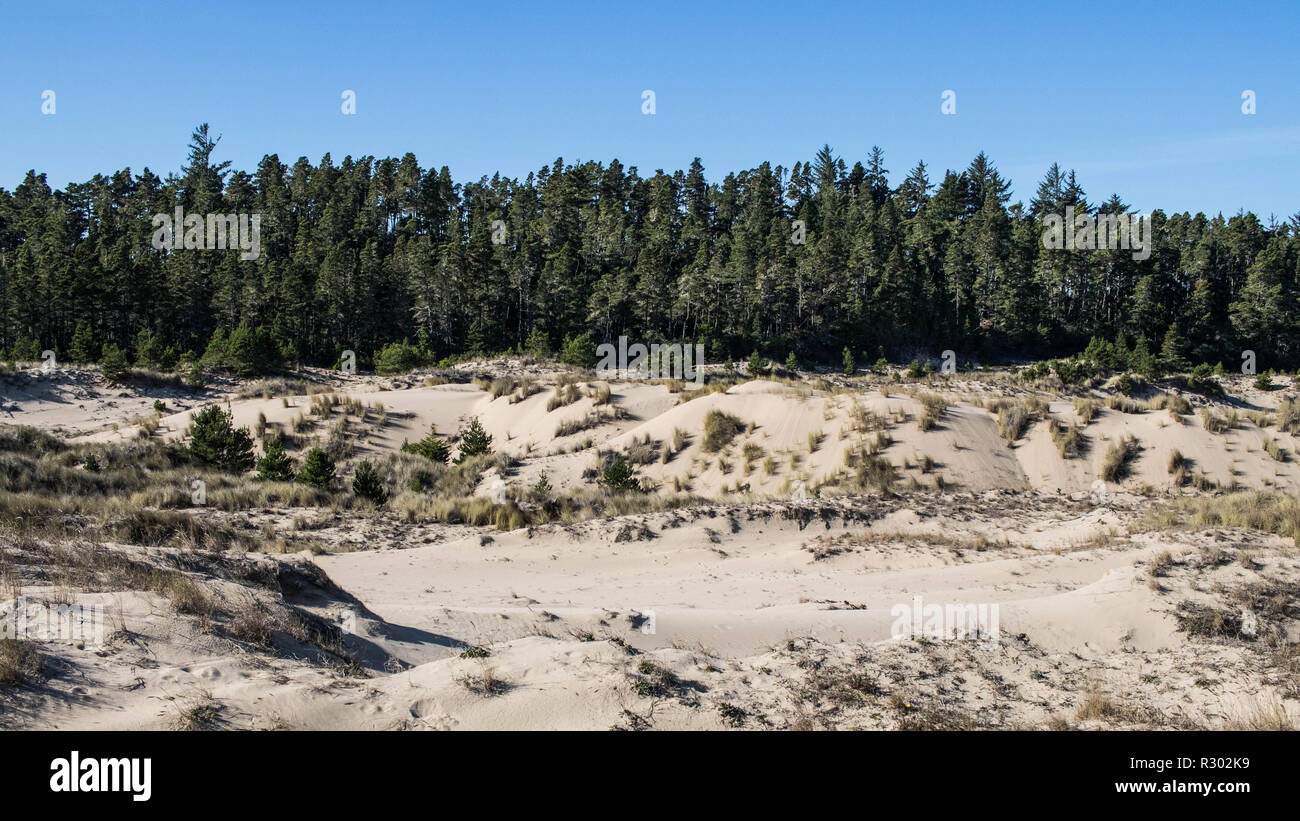 Sand dunes give way to coastal rainforest at the Oregon Dunes National ...