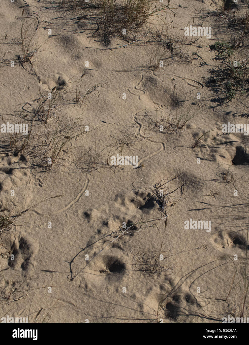 Animal tracks and grass crop up on the side of a sand dune in Oregon ...