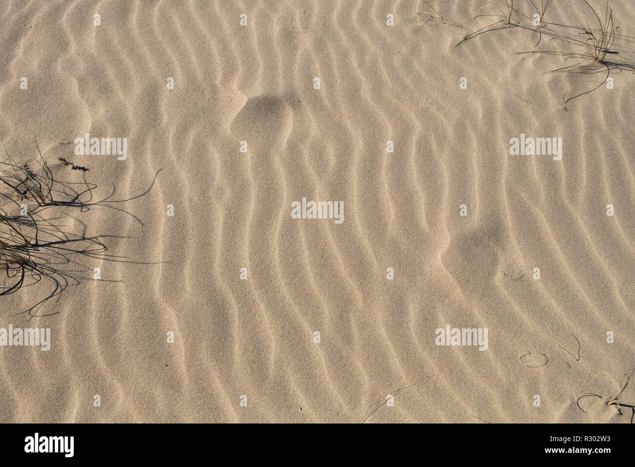 Grass cast spindly shadows across he rippling sand at the Oregon Dunes ...