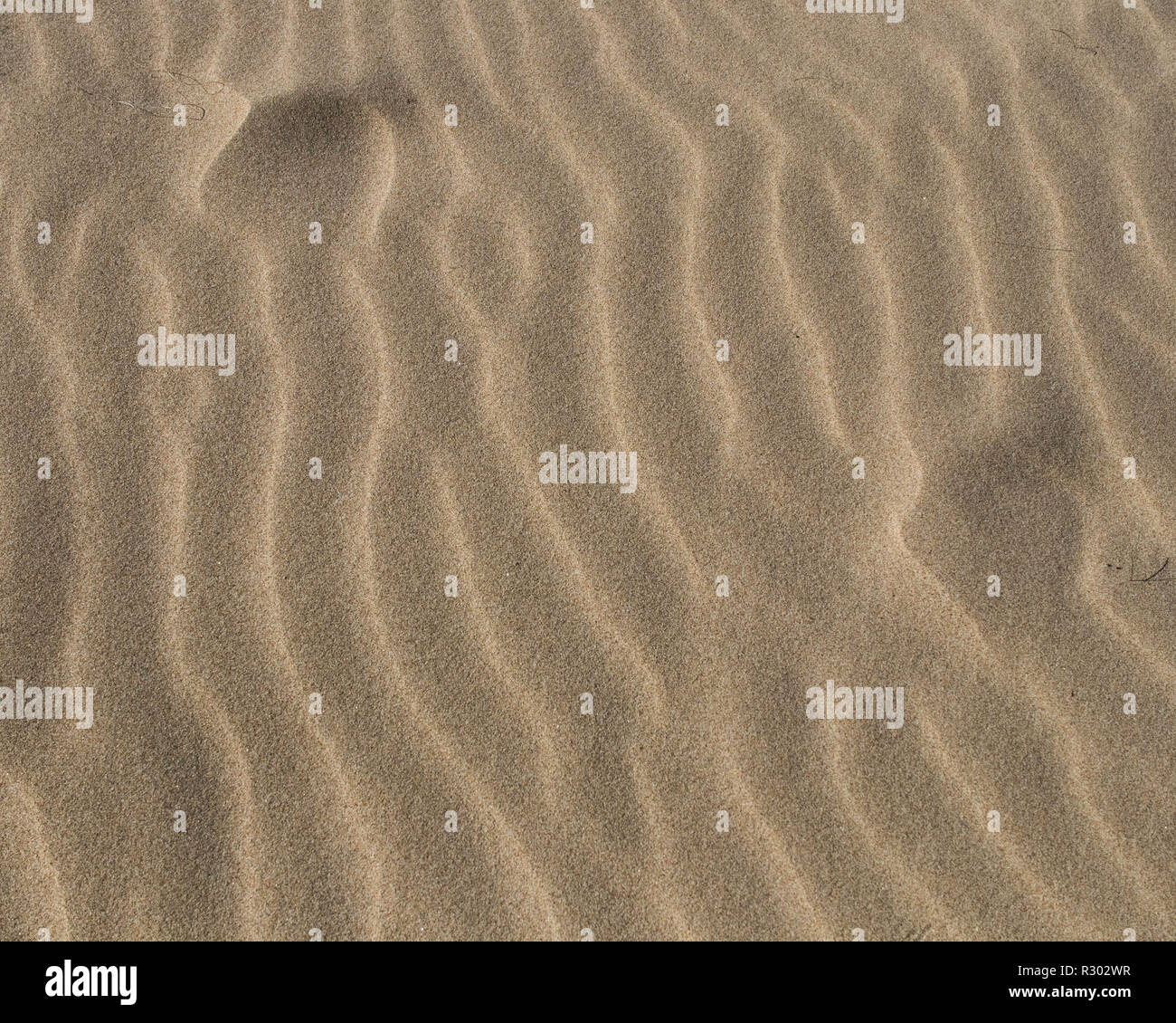 Light and shadow play across small ripples on a sand dune in Oregon ...