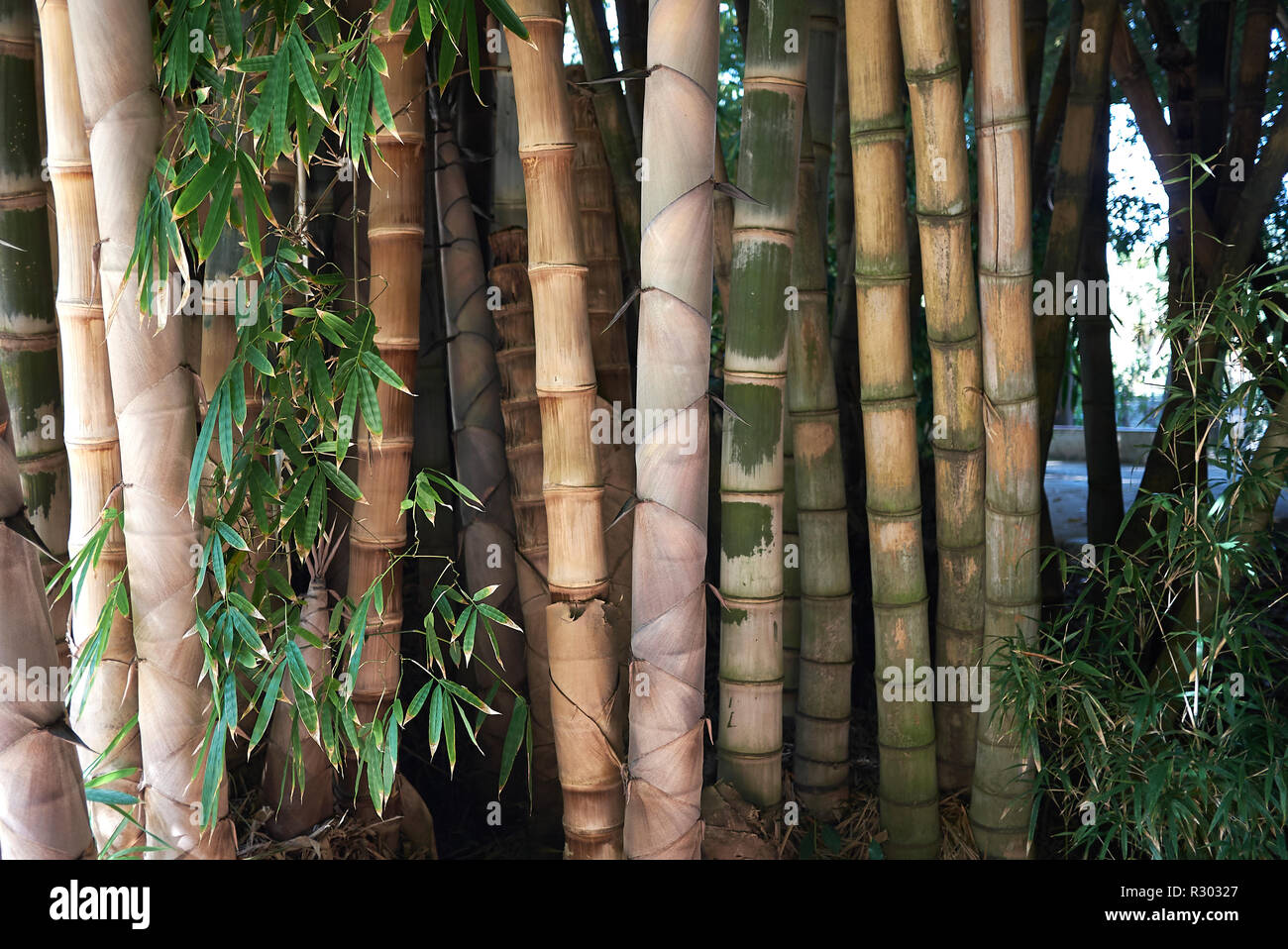 Dendrocalamus giganteus culms Stock Photo - Alamy