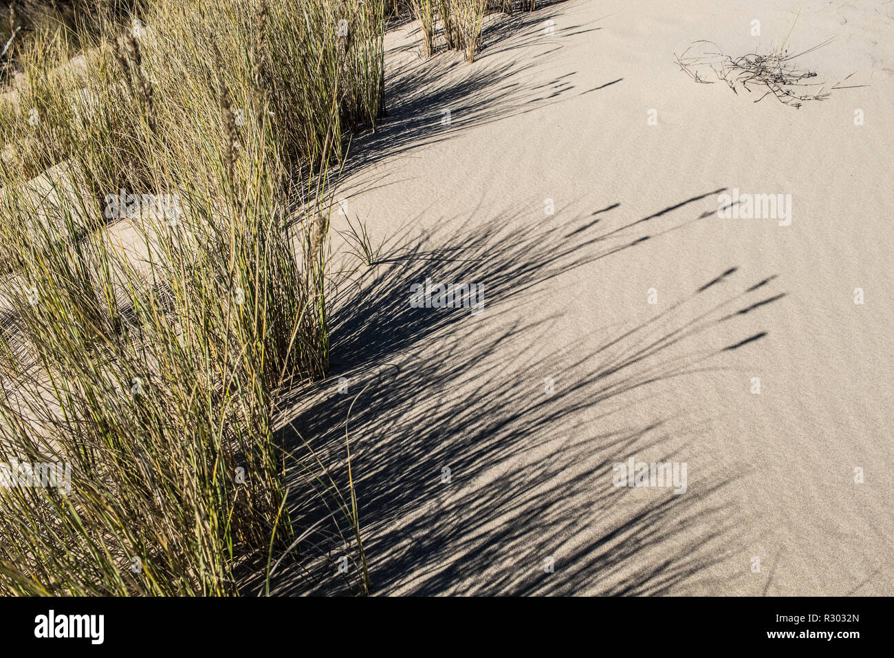 Beach grass gives way to ripples in the sand dune at the Oregon Dunes ...