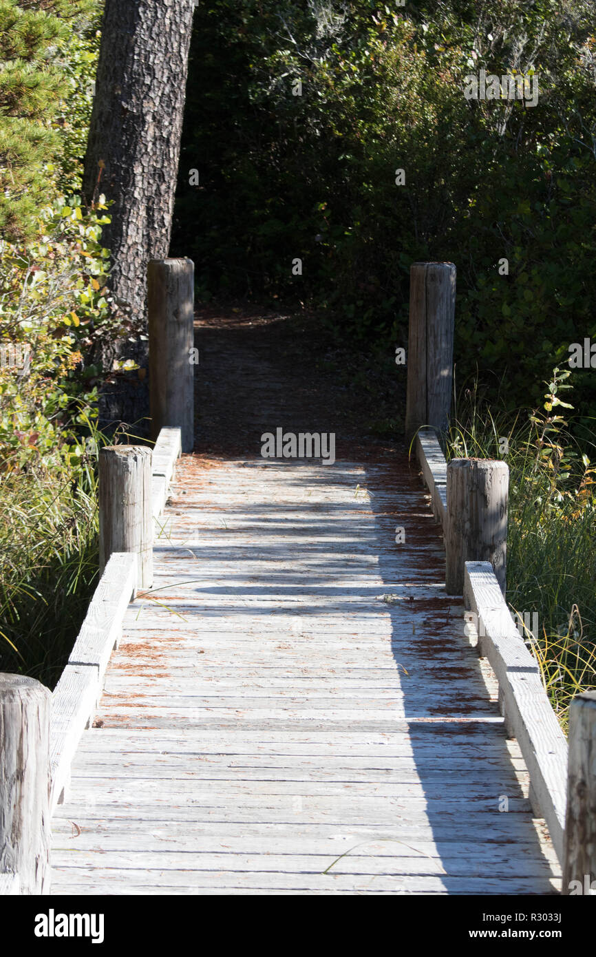 A sunny boardwalk leads the way into a shadowy forest at the Oregon ...
