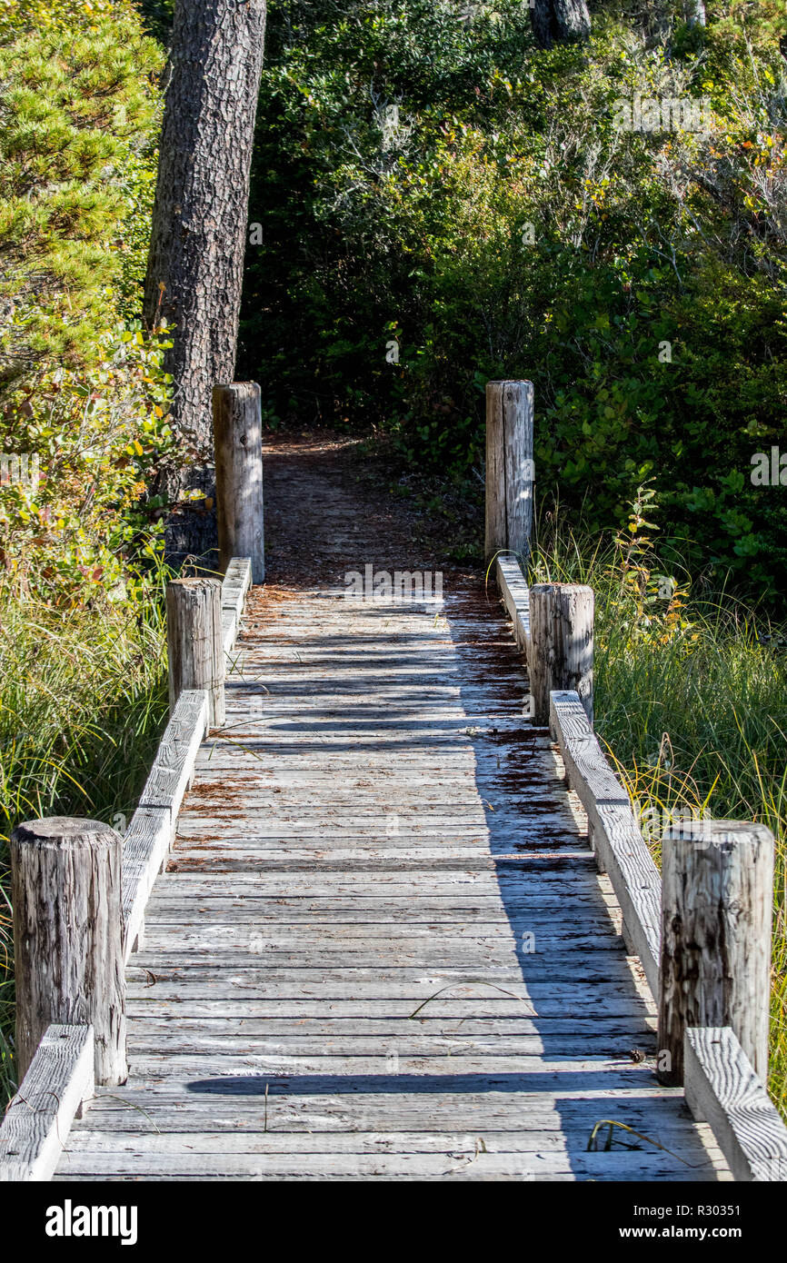 A sunny boardwalk leads the way into a shadowy forest at the Oregon ...