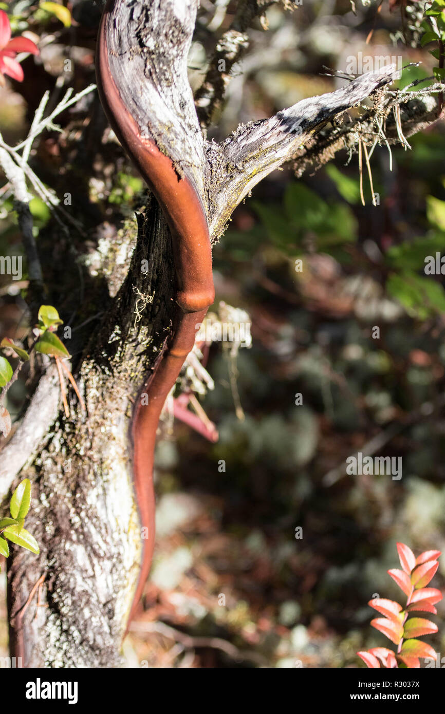 New growth shows through old bark on the trunk of a twisted ...