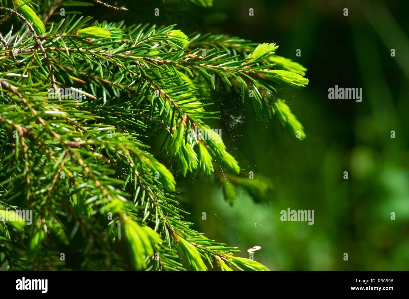 Acerose leaf hi-res stock photography and images - Alamy