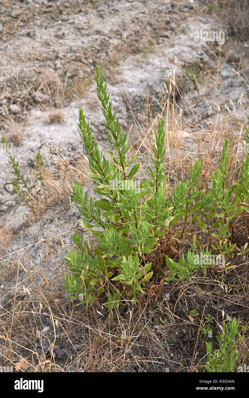 Sticky fleabane dittrichia viscosa hi-res stock photography and images ...