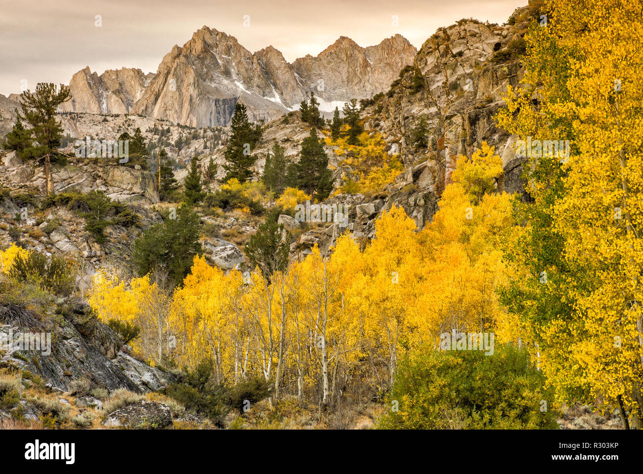 Picture Peak and aspens in fall foliage in Lake Sabrina Basin in ...