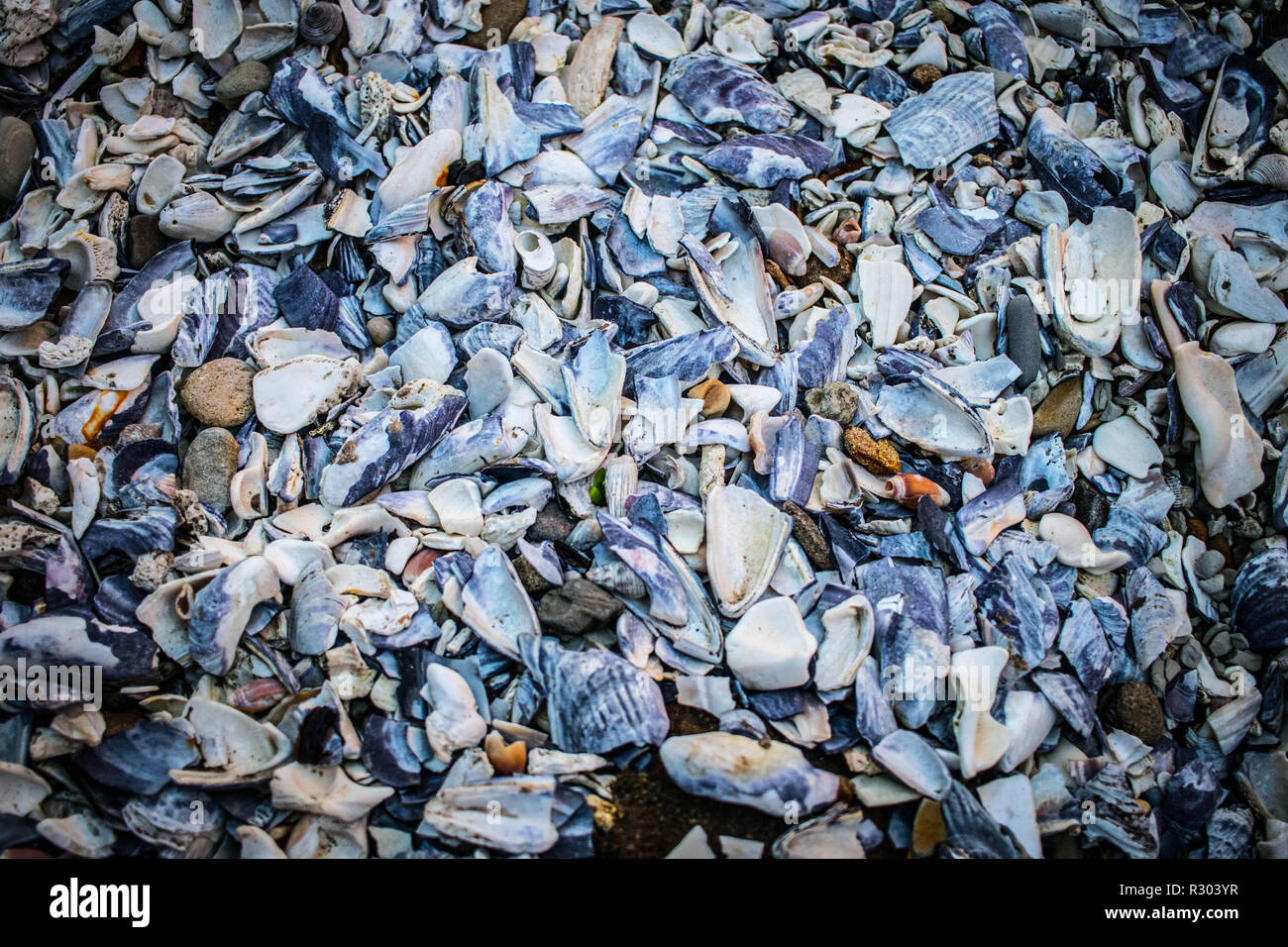 Broken clam shells hi-res stock photography and images - Alamy