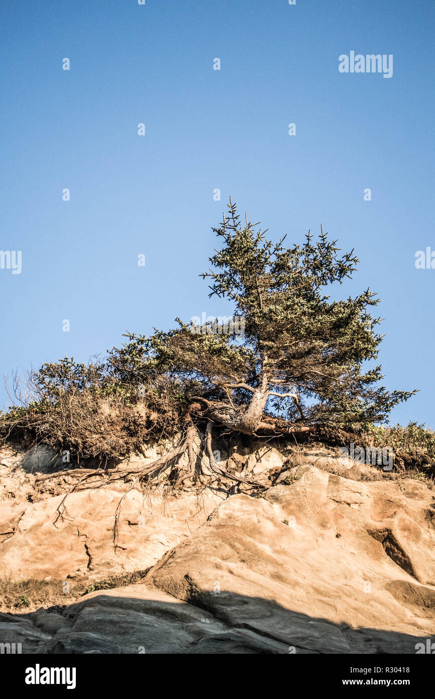 Shore Pine Pinus Contorta Contorta High Resolution Stock Photography ...