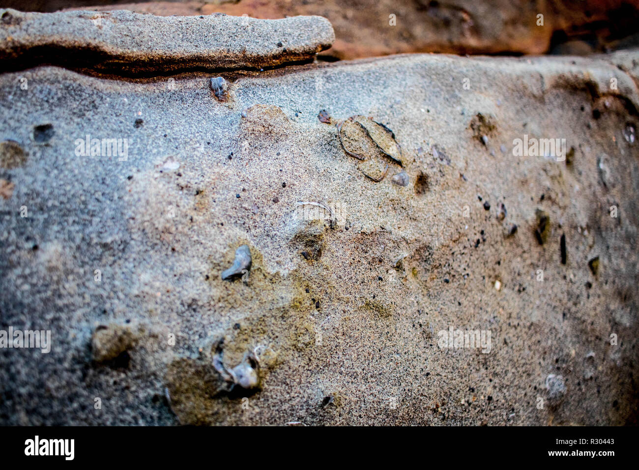 Small fossilized shells peak from weathering sandstone on the beach in ...