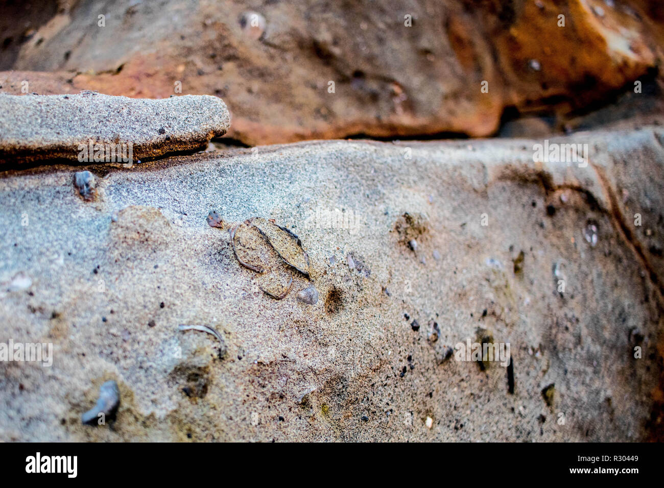 Small fossilized shells peak from weathering sandstone on the beach in ...