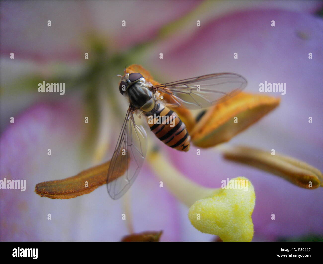 lily with false bee Stock Photo - Alamy