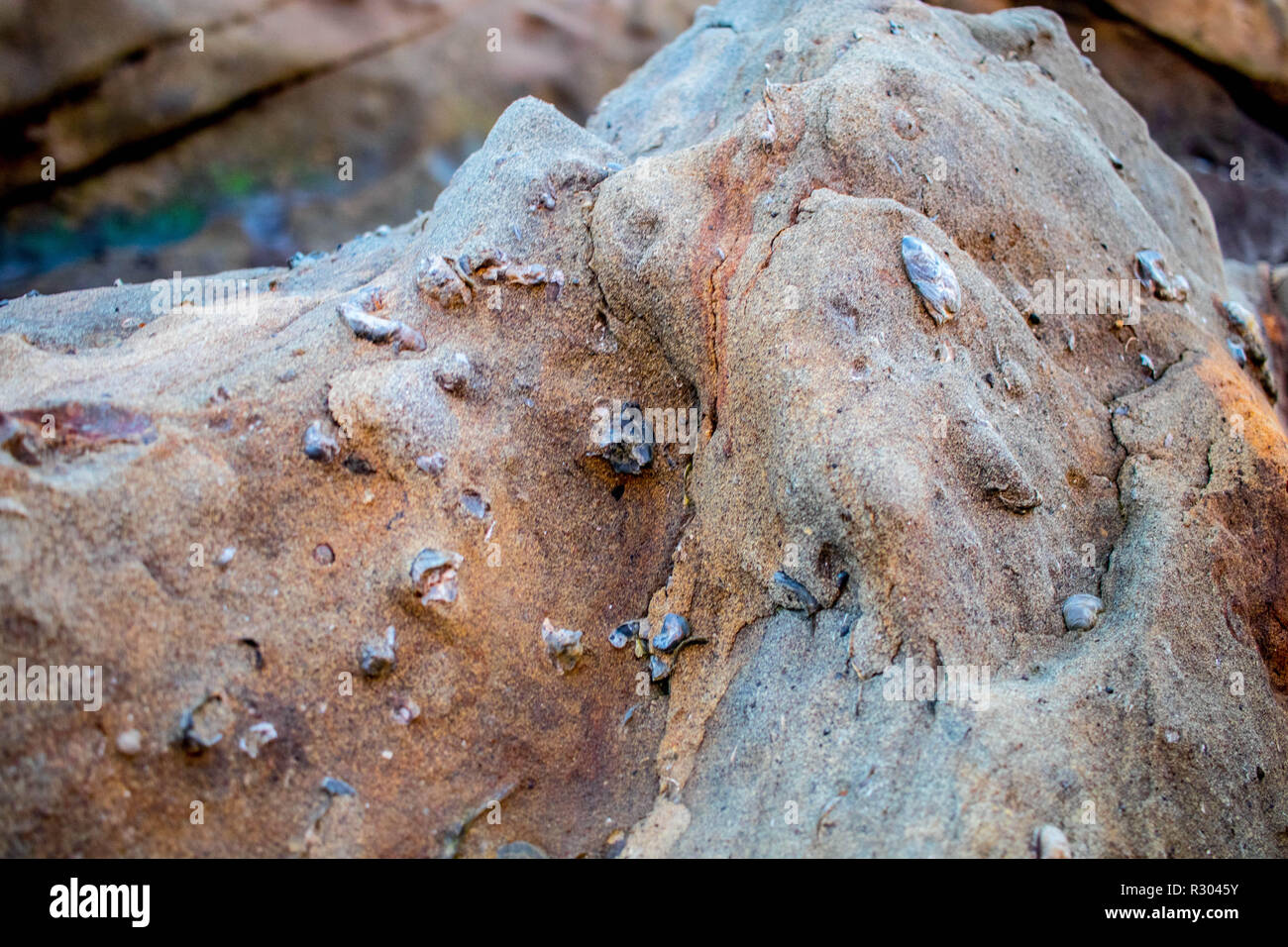 Fossil shell sandstone hi-res stock photography and images - Alamy