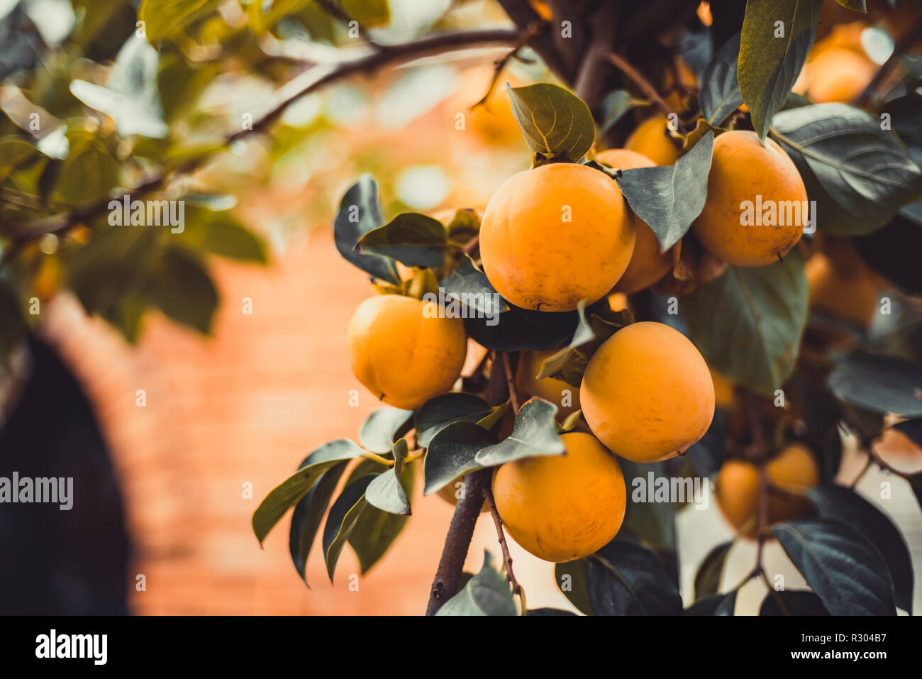 Fruits of bright orange persimmons on a branch with green leaves Stock Photo - Alamy