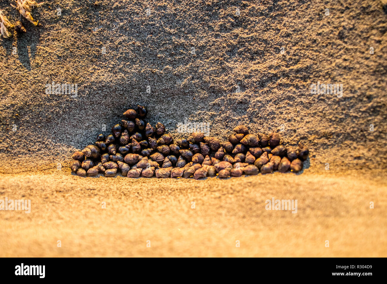 A colony of tiny snails huddles together in a dried-up tide pool near ...