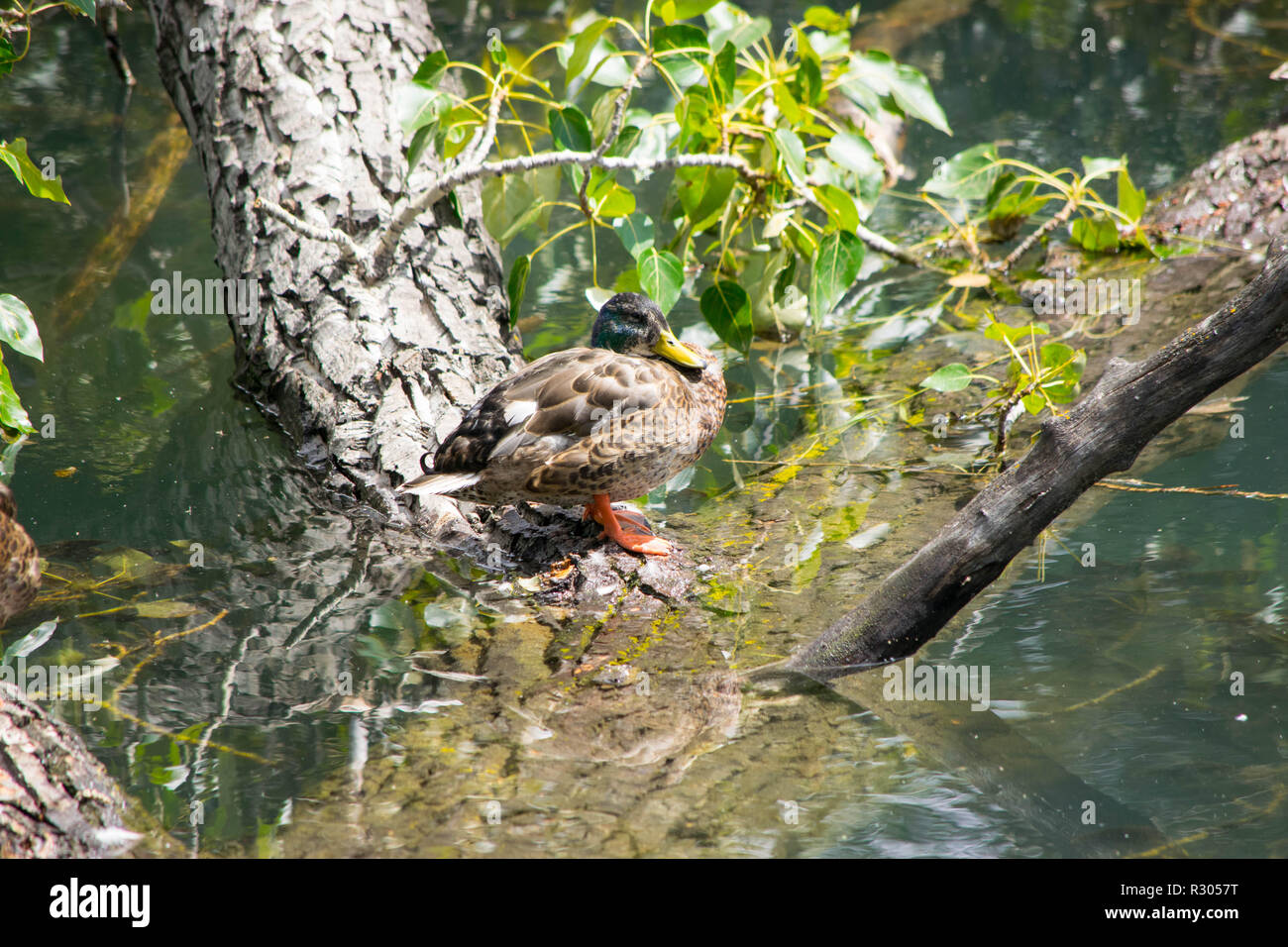 Chattering bird hi-res stock photography and images - Alamy
