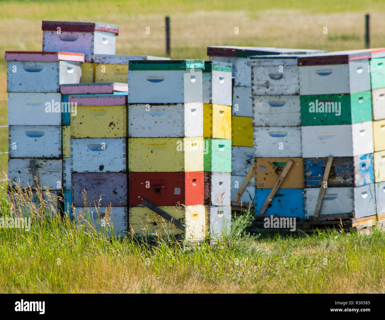 bee hives in Southern Alberta Stock Photo - Alamy