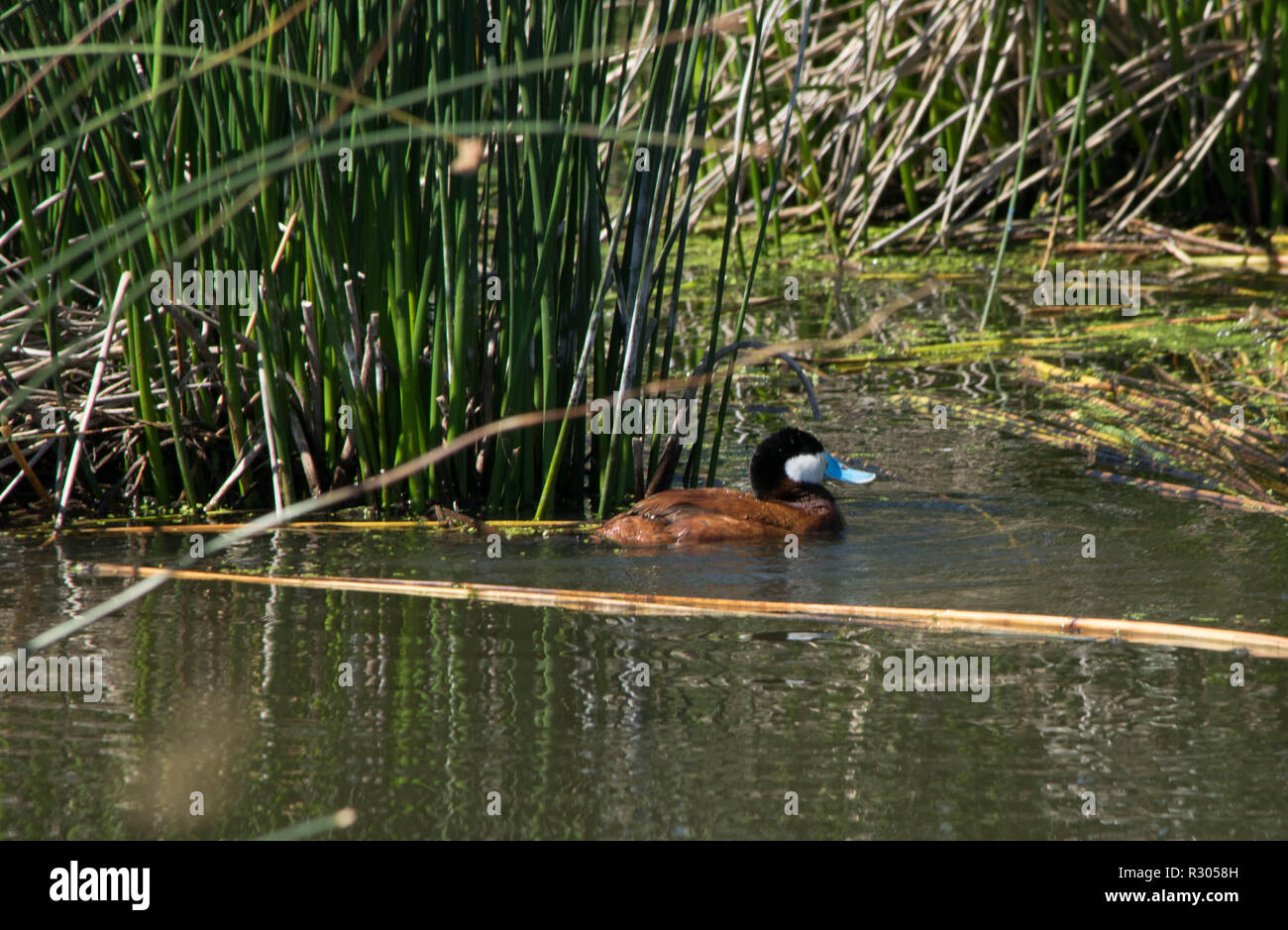 Crazy duck hi-res stock photography and images - Alamy